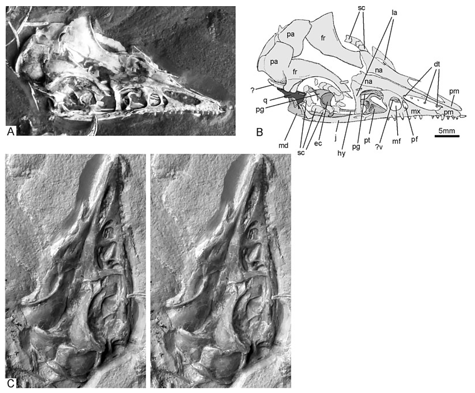 The tenth skeletal specimen of *Archaeopteryx* | Scott Hartman - PhD